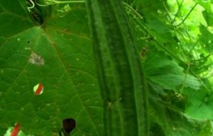 Angled Gourd 5503MTC – GreenNet